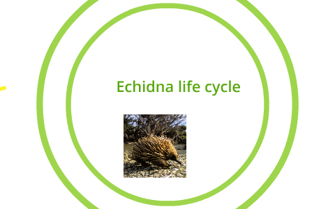 Echidna life cycle by Caitlin Aldcroft on Prezi