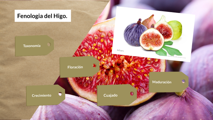 Fenología del higo by Maria Jose Uchuari on Prezi