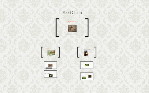 Food chain of a meerkat by Student 2B on Prezi