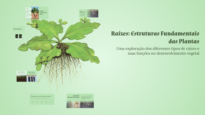 Raízes: Estruturas Fundamentais das Plantas by WALACE CUNHA CARVALHO on ...