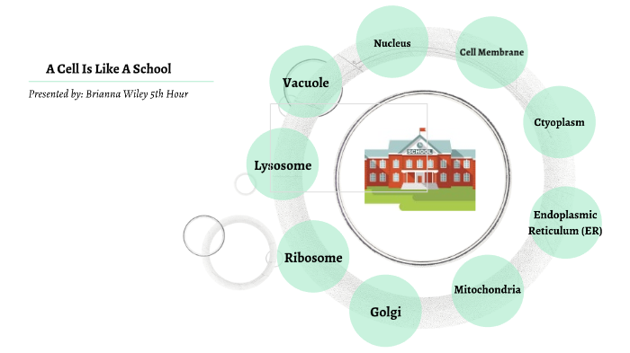 A Cell Is Like A School by Brianna Wiley on Prezi