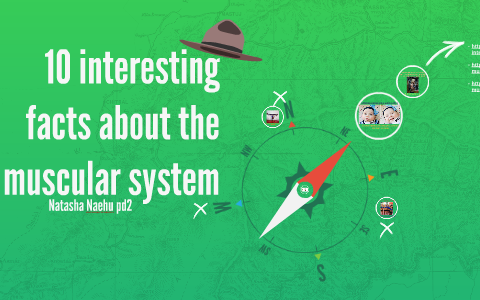 10 interesting facts about the muscular system by Natasha Naehu on Prezi