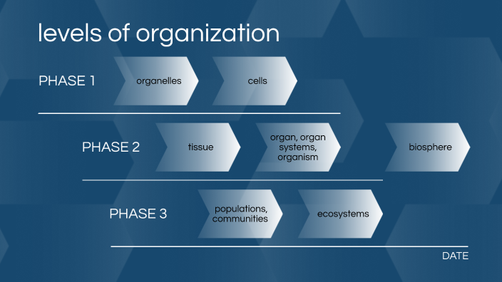 levels of organization by Olivia Ortega [STUDENT] on Prezi