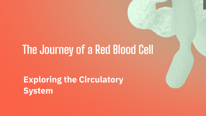 The Journey of a Red Blood Cell by Abigail Childs on Prezi