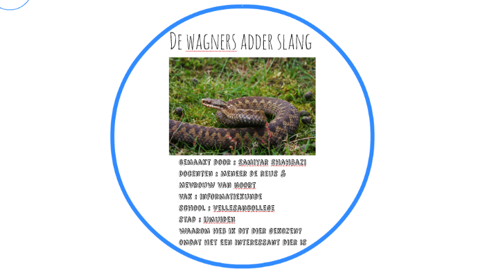 Woestijn adder slang by Samiyar Shahbazi on Prezi