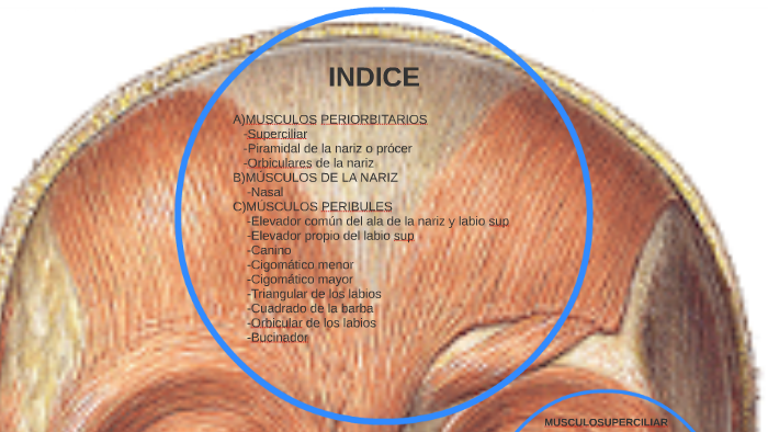 MUSCULOS DE A CARA by Anna Coloma Brotons on Prezi