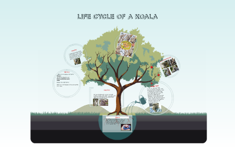 LIFE CYCLE OF A KOALA by lily crisp on Prezi