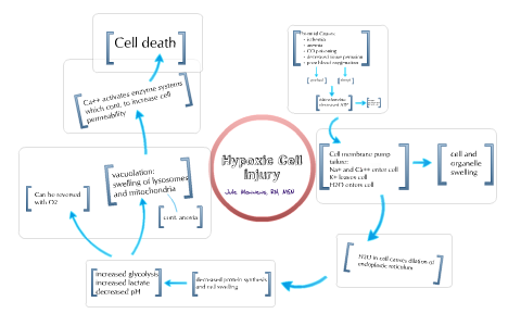 Hypoxic Cell Injury by Jule Monnens on Prezi