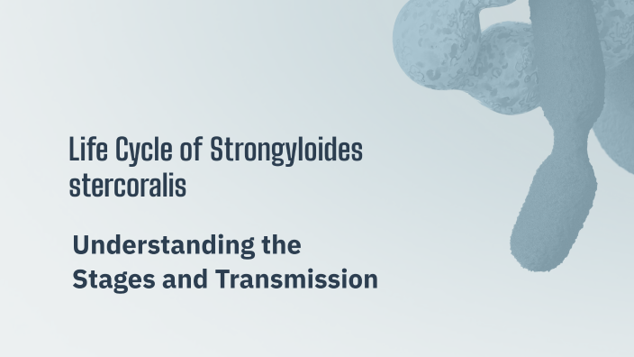 Life Cycle of Strongyloides stercoralis by Eline Otjens on Prezi