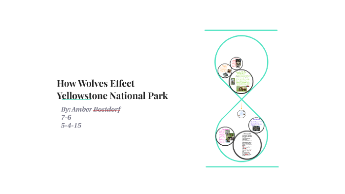 How Wolves Effect Yellowstone National Park by Amber Bostdorf on Prezi