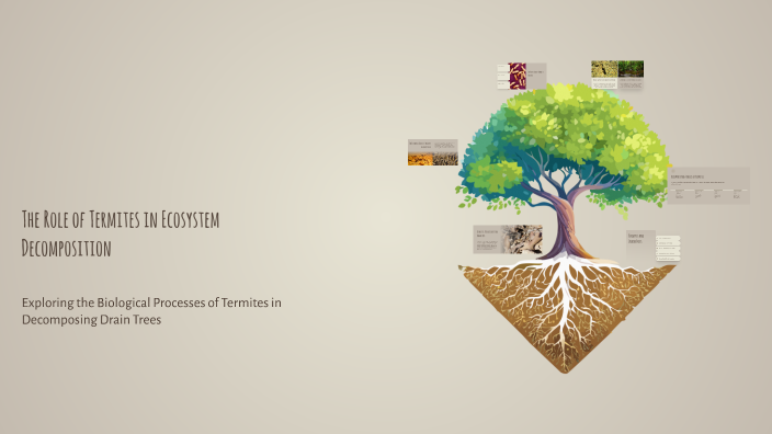 The Role of Termites in Ecosystem Decomposition by Aitor Cardone on Prezi