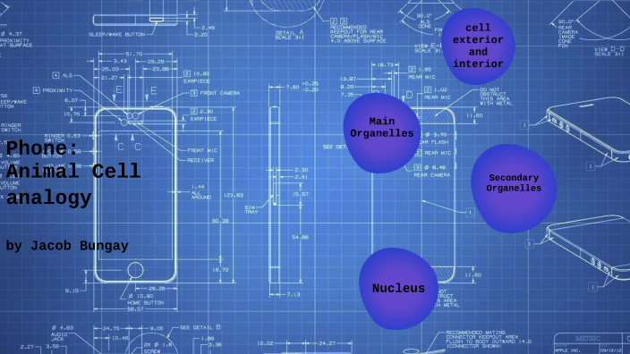 phone cell analogy; by Jacob Bungay by Jacob Bungay on Prezi