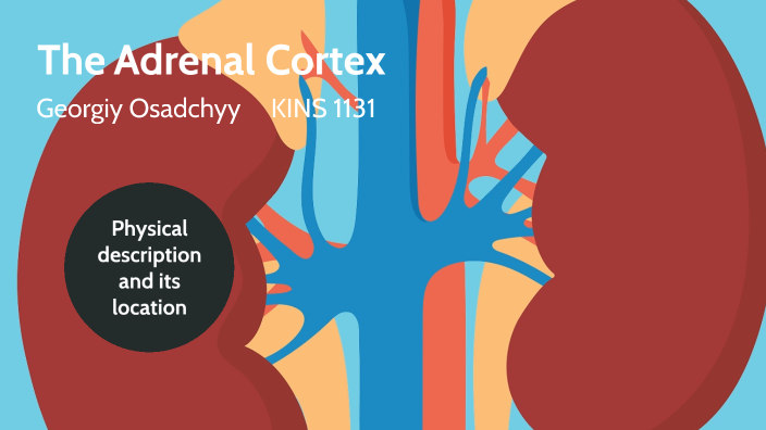 adrenal cortex by georgiy osadchyy on Prezi