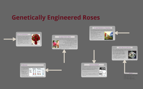 Genetically Engineered Roses by Chris Kruger on Prezi