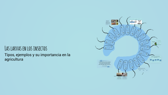 Tipos de Larvas y su Desarrollo by Fernanda Castro on Prezi