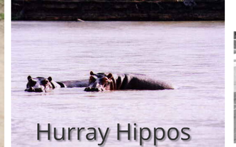 Hurray Hippos! by Noel Jenkins on Prezi