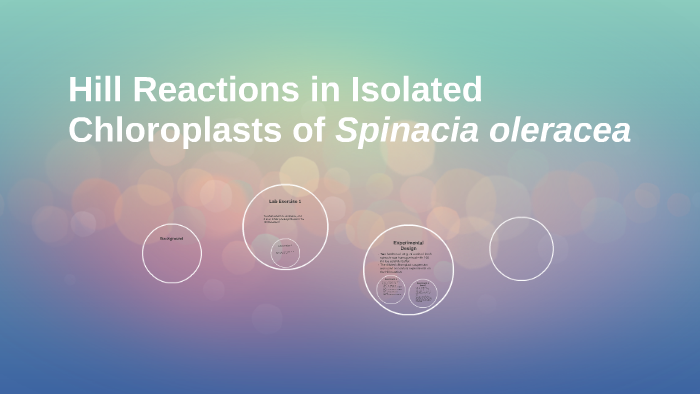 Hill Reactions in Isolated Spinach Chloroplasts by Jian Siadat on Prezi