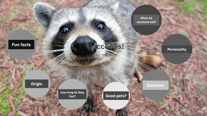 The World of Raccoons by Julie Johnson on Prezi