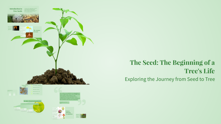 The Seed: The Beginning of a Tree's Life by Katarzyna Peplinska-Dargacz ...