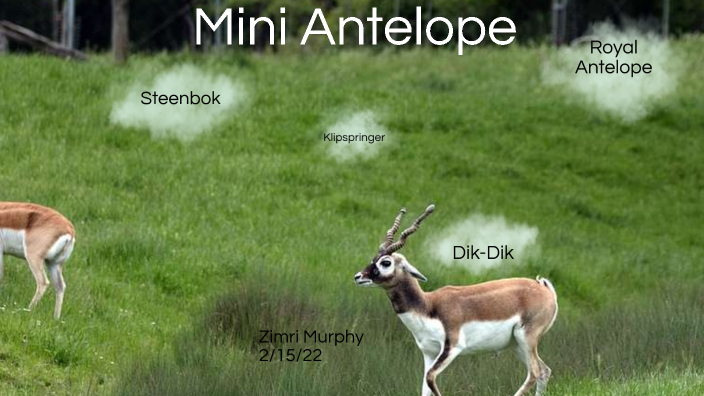 Mini Antelope by ZIMRI MURPHY on Prezi