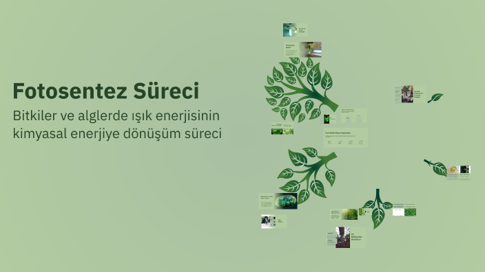 Fotosentez Süreci by Nur Alissa on Prezi