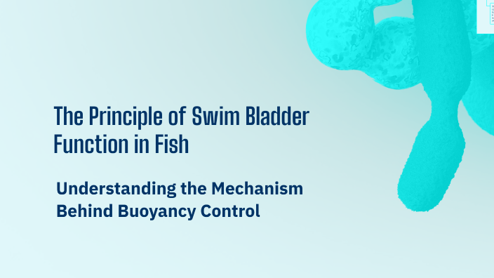 The Principle of Swim Bladder Function in Fish by Iryna Dotsenko on Prezi