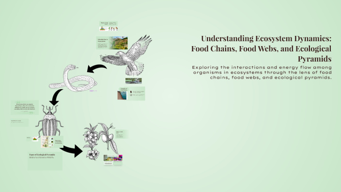 Understanding Ecosystem Dynamics: Food Chains, Food Webs, and ...