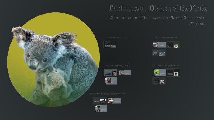 Evolutionary History of the Koala by Taylor Janson on Prezi