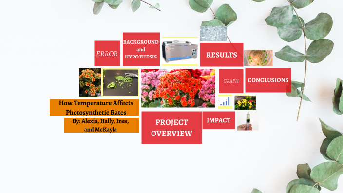 How Temperature affects Photosynthesis Rates by alexia steeh on Prezi
