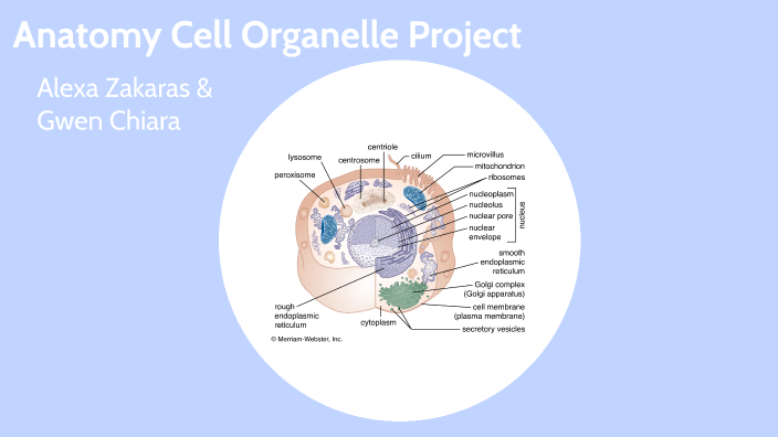 Anatomy Cell Organelle Project by Alexa Zakaras on Prezi