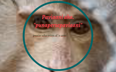 Paviaani aka. "punapersepaviaani" by Sami Heikkinen on Prezi