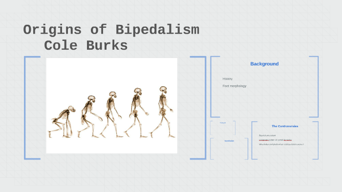 The Evolution of Bipedalism by Semantics Presentation on Prezi