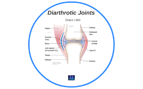 Diarthrotic Joint by Grace Little on Prezi