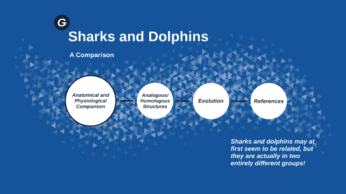 Sharks and Dolphins: A Comparison by Hailey Leuang on Prezi