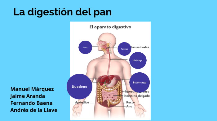 Digestión del pan by Manuel Marquez Quintana on Prezi