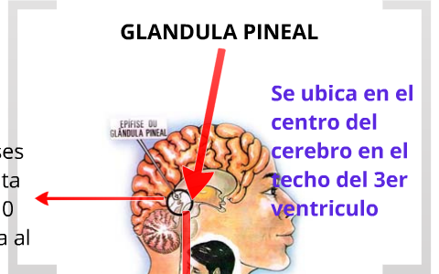glandula pineal o epifisis by Brenda Natalty Ríos Allemán on Prezi