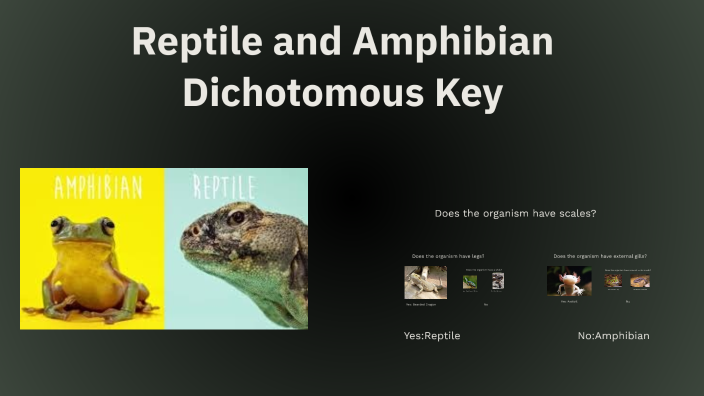 Reptile and Amphibian Dichotomous Key by Cayden Shaffer on Prezi