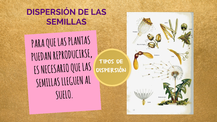 DISPERSIÓN DE LAS SEMILLAS by DANA DE PAUL DVORSKY De Paul Dvorsky on Prezi