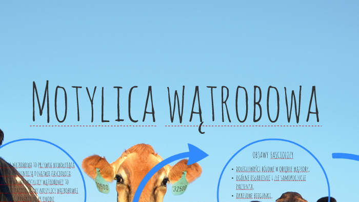 Motylica wątrobowa u bydła by Marta Siluk on Prezi