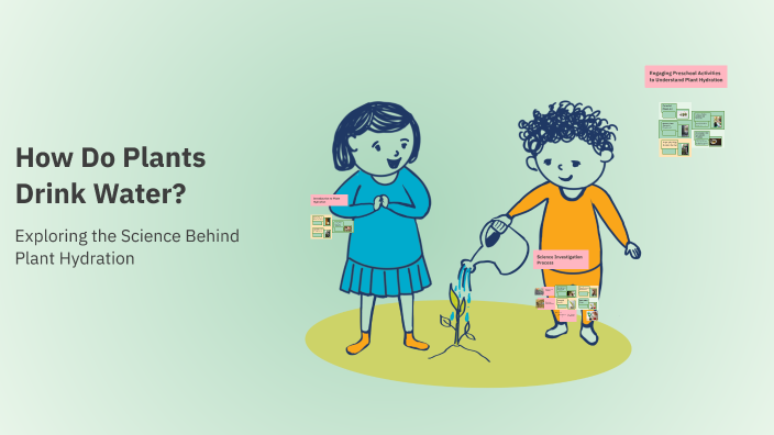 How Do Plants Drink Water? by Nga My Tran Dinh on Prezi