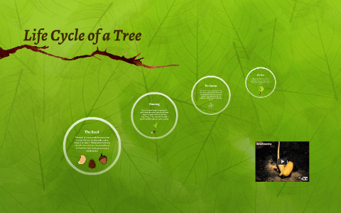 Life Cycle of a Tree by Mark Tushar on Prezi
