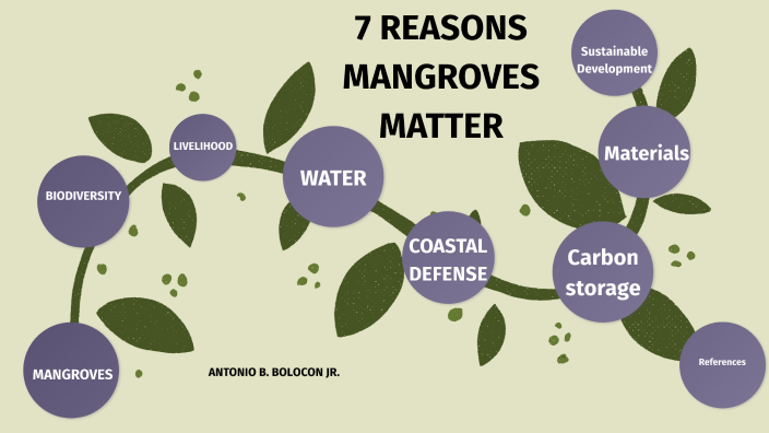 7 REASONS MANGROVES MATTER by Antonio Bolocon on Prezi