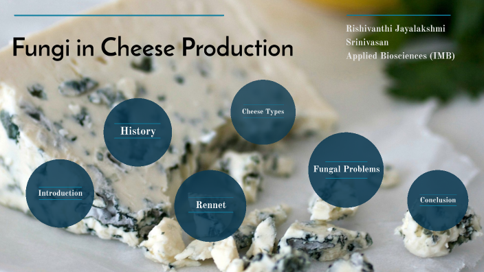 Fungi in Cheese Production by Rishivanthi Srinivasan on Prezi