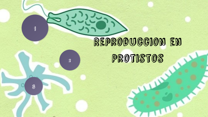 Reproduccion en Protistos by Ana María Castro on Prezi