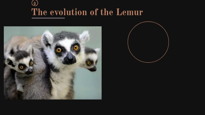evolution of lemur by luls zavala on Prezi