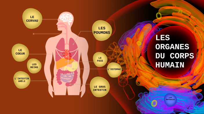 LES ORGANES DU CORPS HUMAIN by BENNU ELBAŞIOĞLU on Prezi