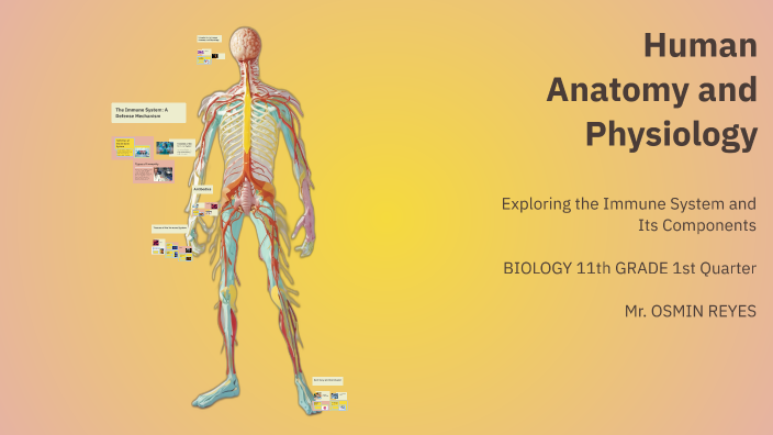 Human Anatomy and Physiology by OSMIN REYES on Prezi