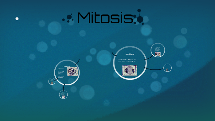 Mitosis by Ashton Lockard on Prezi