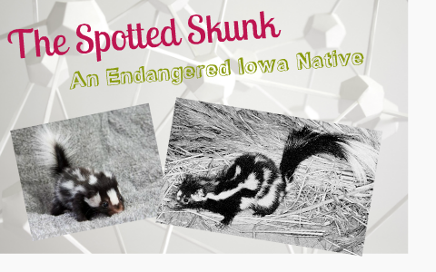 Spotted Skunk: An Endangered Iowa Native by Shelby McKay on Prezi