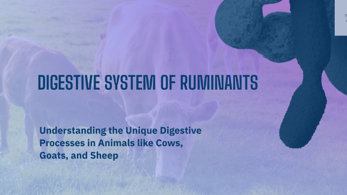 DIGESTIVE SYSTEM OF RUMINANTS by Tsetan Angmo on Prezi